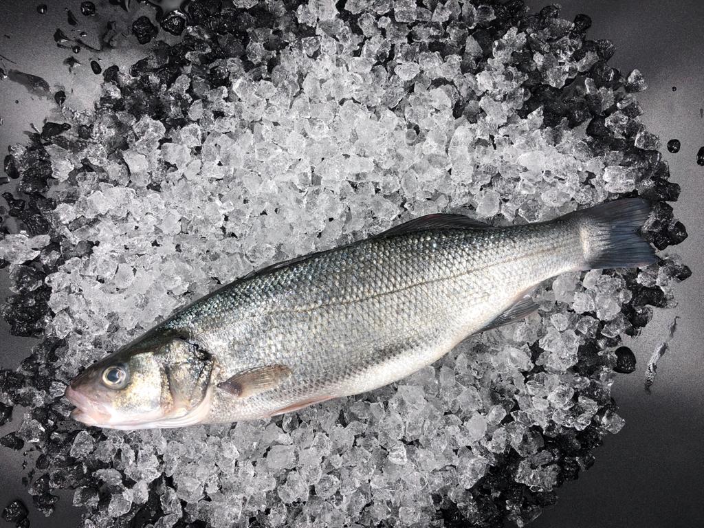 Sea bass (farmed) – New Wave Fish and Seafood Market