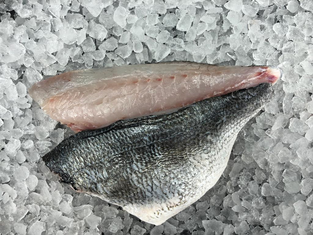 Gilthead bream – New Wave Fish and Seafood Market