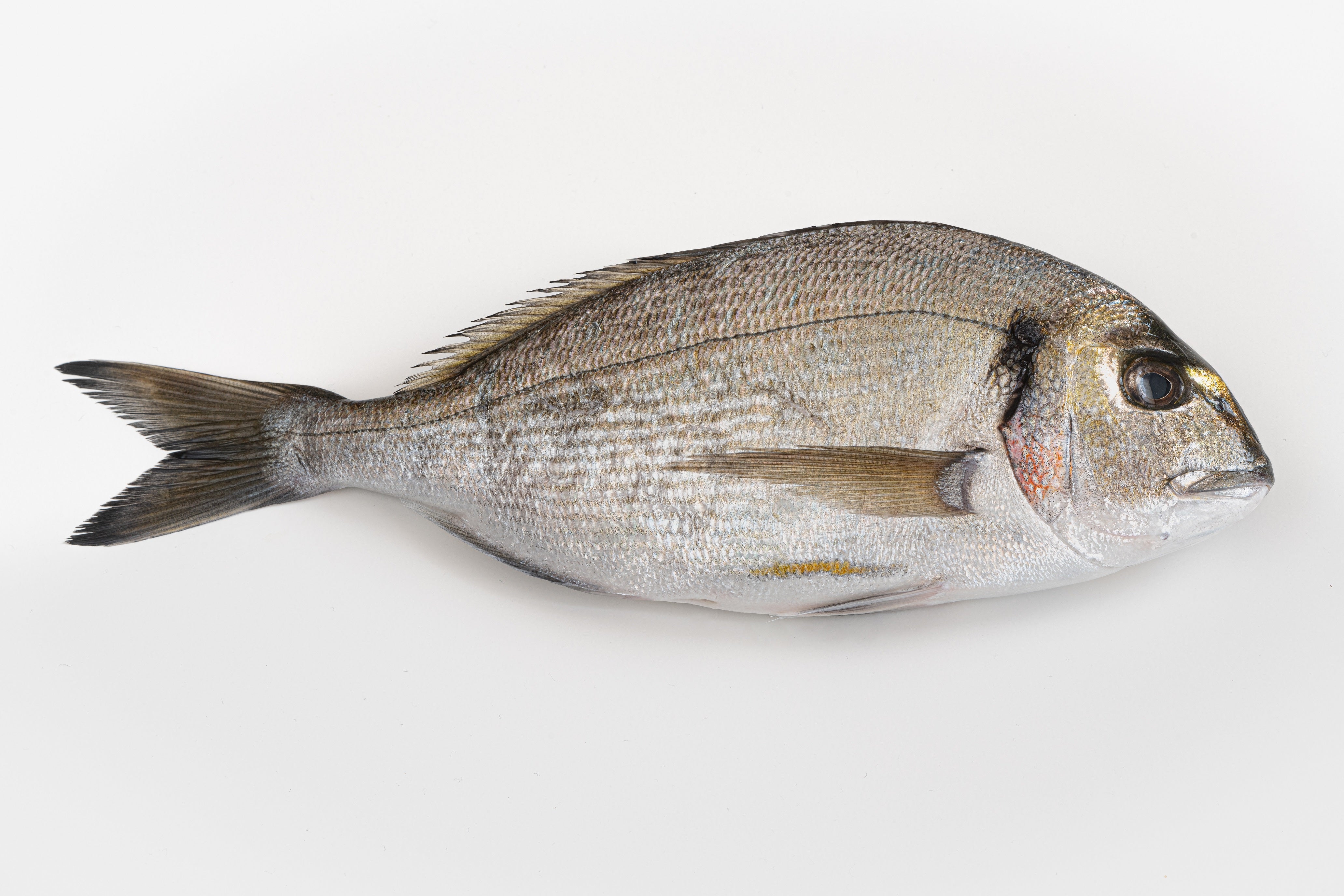 Bream Fish Silver Bream (Freshwater Fish Of Norway) · INaturalist