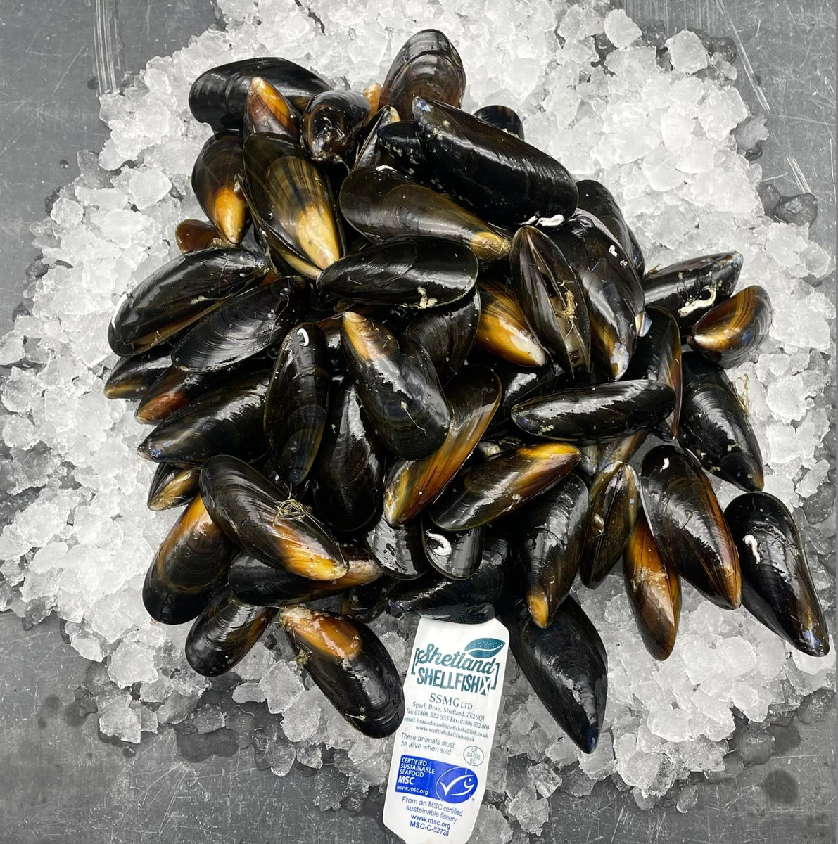 Mussels – New Wave Fish and Seafood Market
