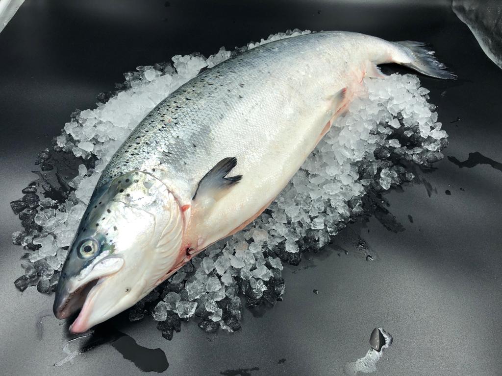 Salmon, cooked – New Wave Fish and Seafood Market