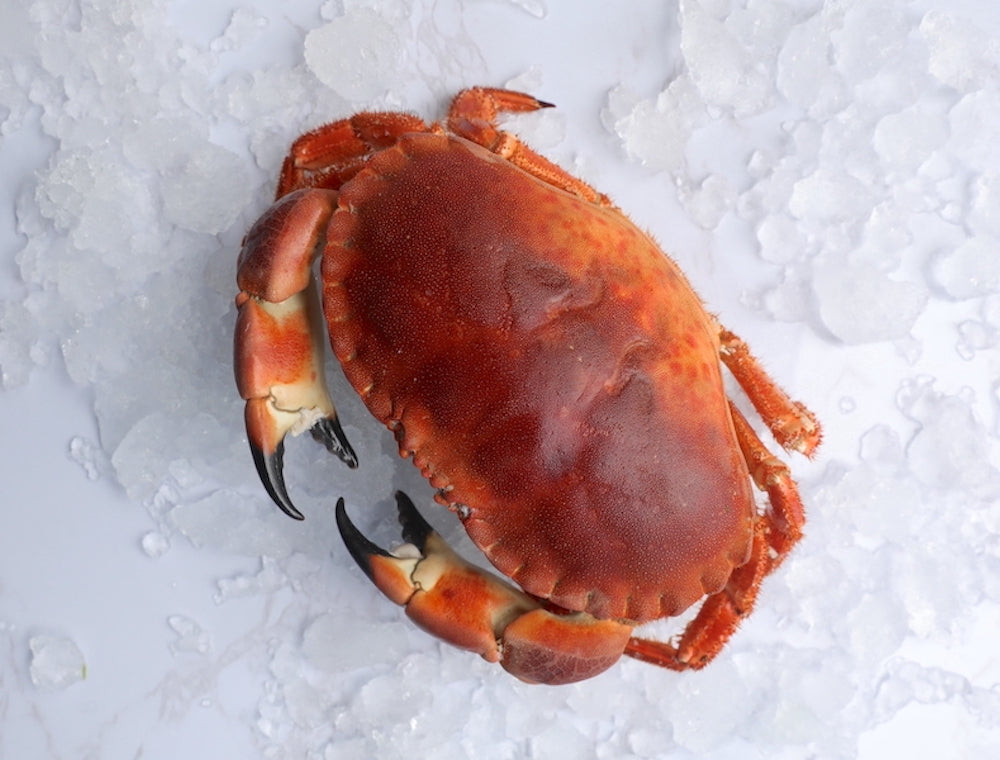 Crab, dressed – New Wave Fish and Seafood Market